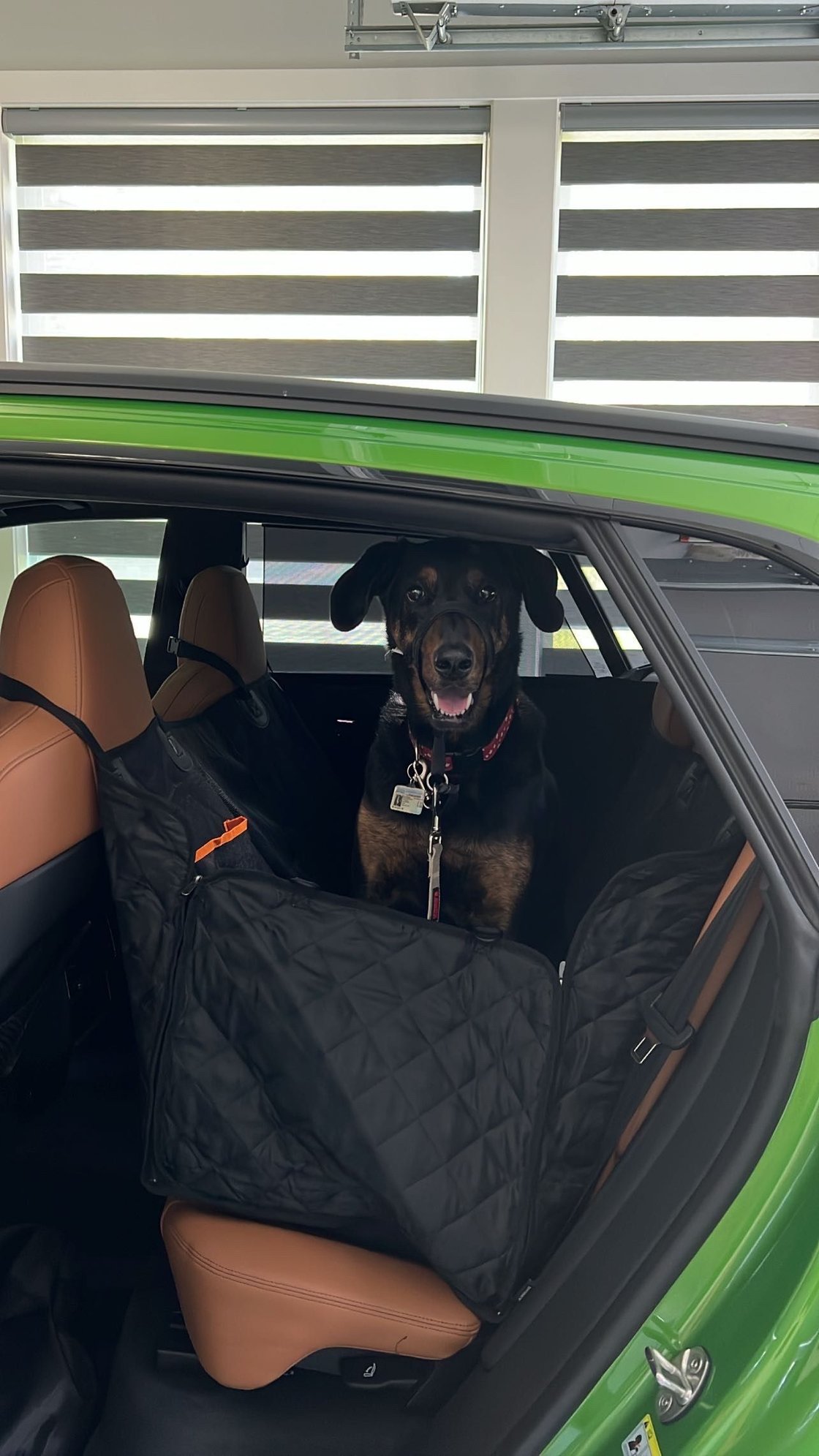 Share your solution for large dog in your Q8 - AudiWorld Forums