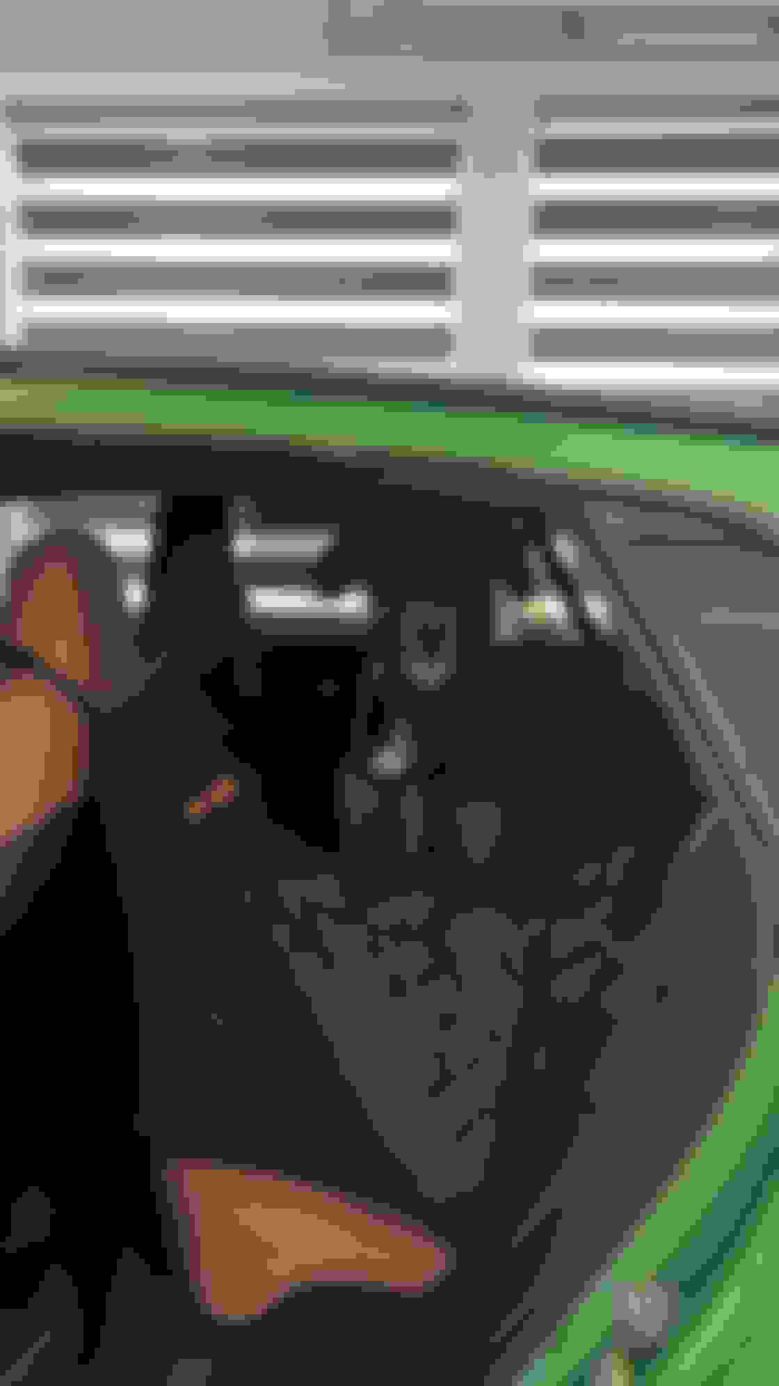 Share your solution for large dog in your Q8 - AudiWorld Forums