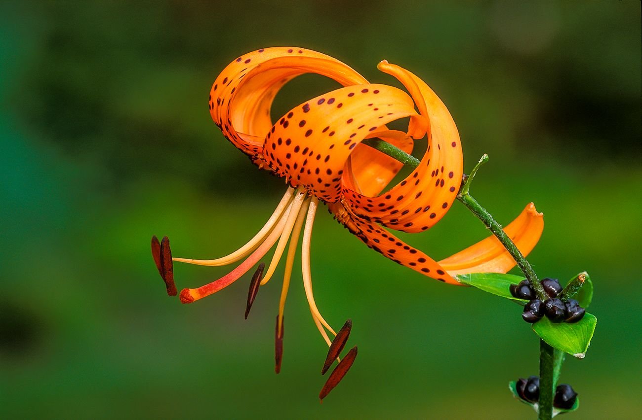 Flower pics - CorvetteForum - Chevrolet Corvette Forum Discussion