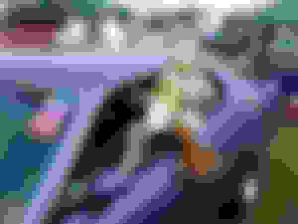 OT - Father of the Road Runner dies - CorvetteForum - Chevrolet ...