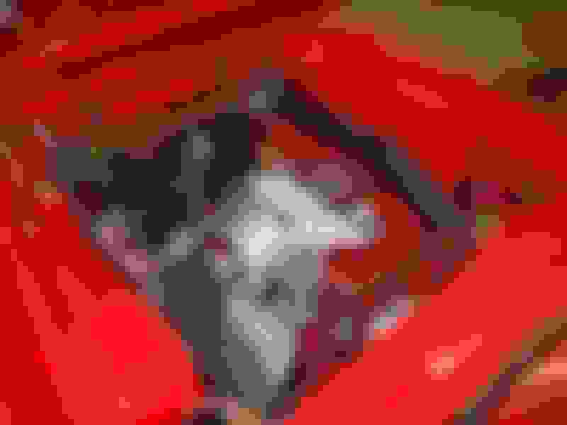 C1 C1 Restomod Engine compartment finish - CorvetteForum - Chevrolet ...