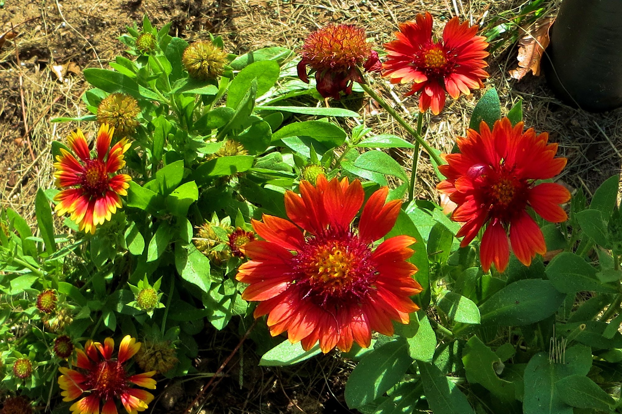 Gaillardia, Arizona Red. photo by dwelpgarden on Garden Showcase