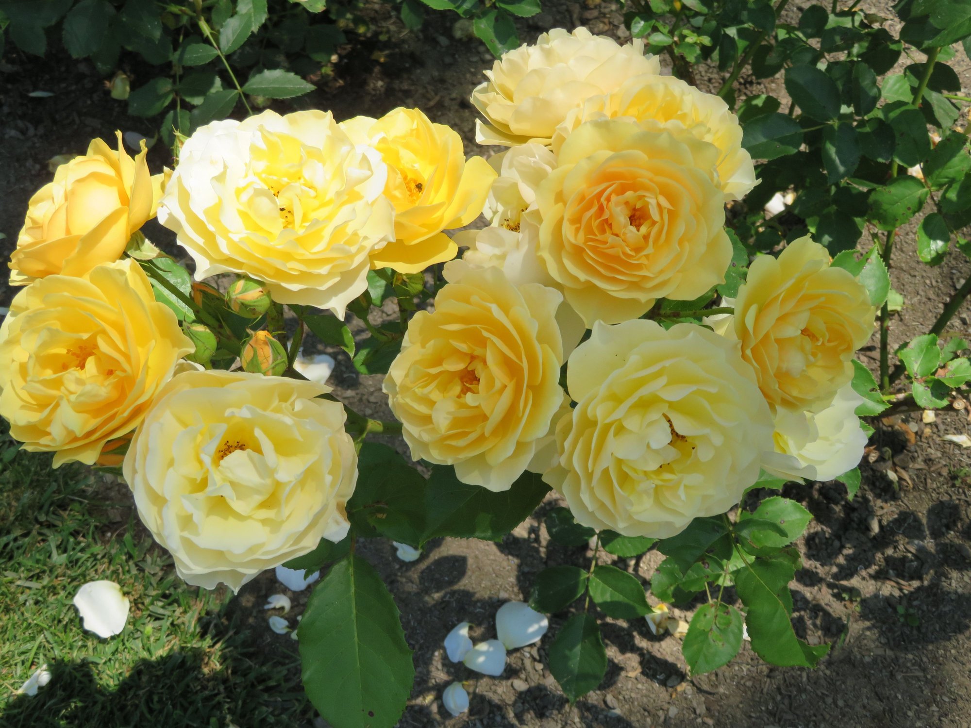 Sea Rose Gardens photo by mimilovesme on Garden Showcase