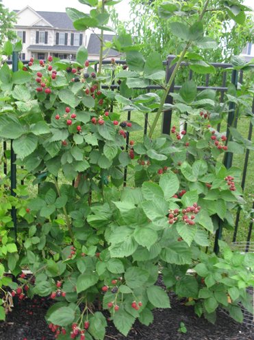 'Latham' red raspberry photo by drobarr on Garden Showcase