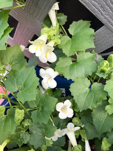 Lofus photo by pempe on Garden Showcase