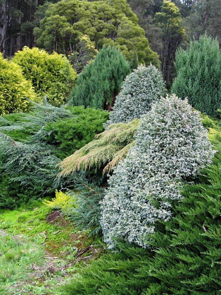 A range of conifers in my coni... photo by Steeplegrove on Garden Showcase