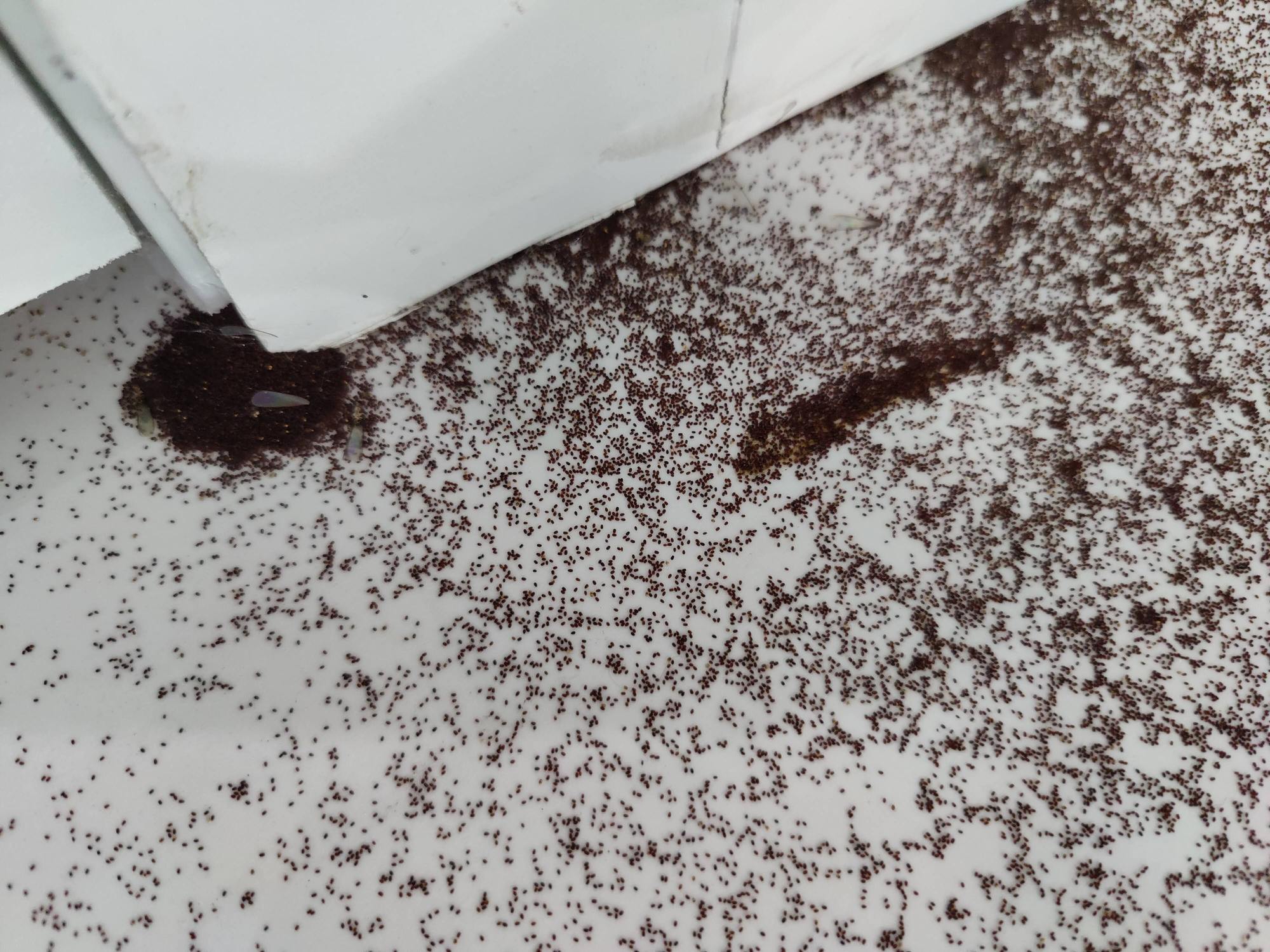 Are these termite droppings? - DoItYourself.com Community Forums