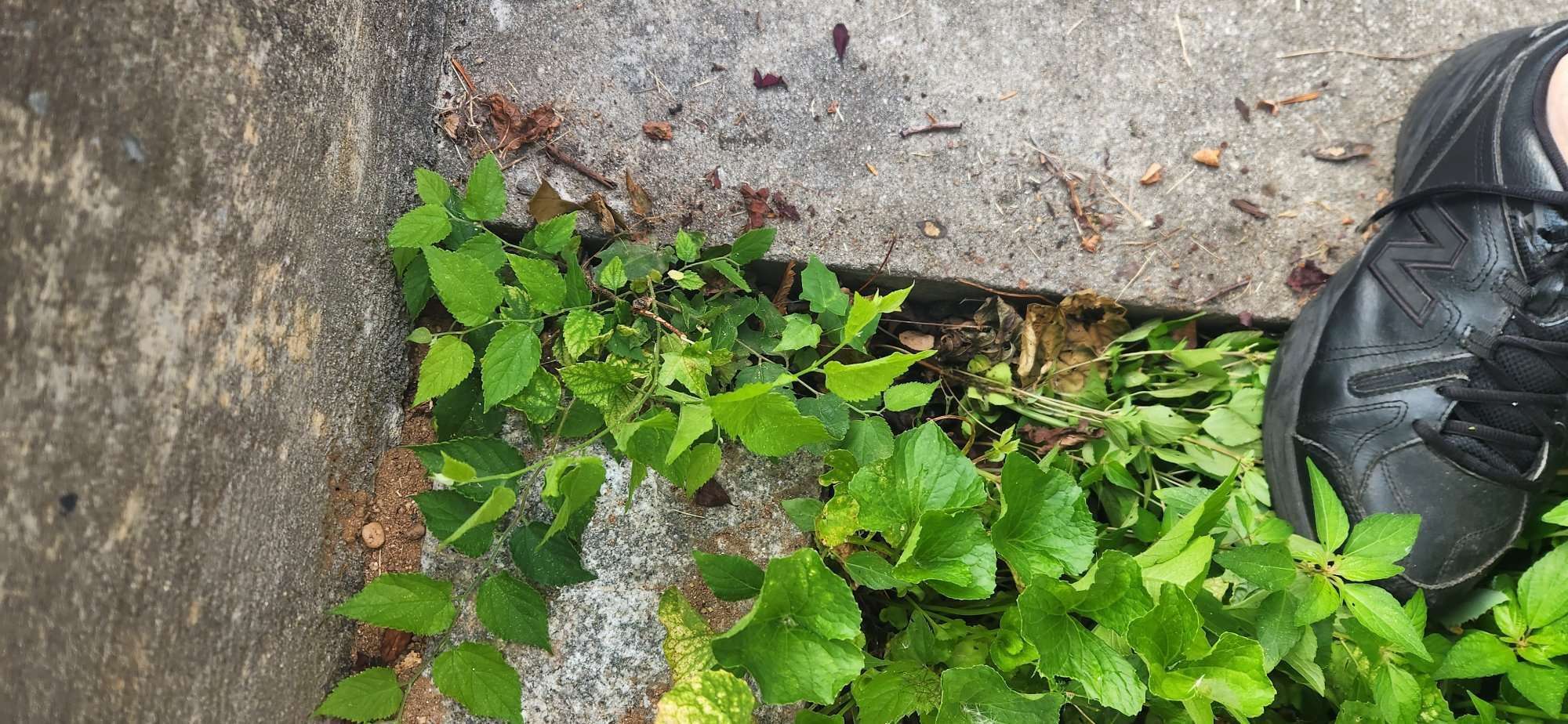 Need advice on small masonry project in the backyard, involving ...