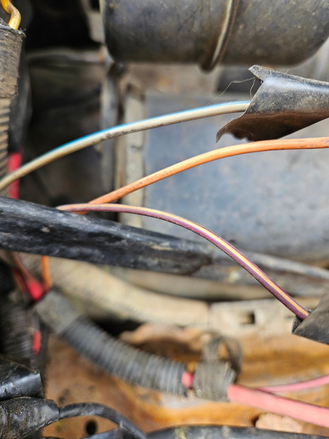 Chewed wire identification - Ford Truck Enthusiasts Forums